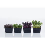 Cress, shiso mix, 16 bk, 1,5 kg